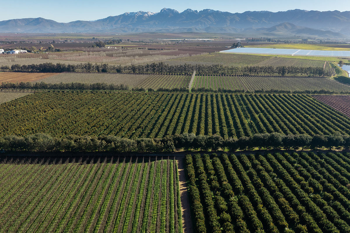 Saratoga Fruit Estate